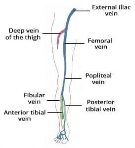 Venous Drainage of the Lower Limb - TeachMeAnatomy