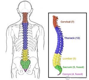 Vertebral Column Anatomy | Structure, Regions & Function