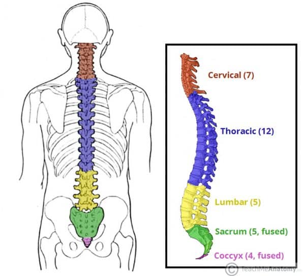 Vertebral Column Anatomy Structure Regions Function