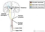 Neural Pathways | Ascending, Descending, Visual and Auditory Tracts ...