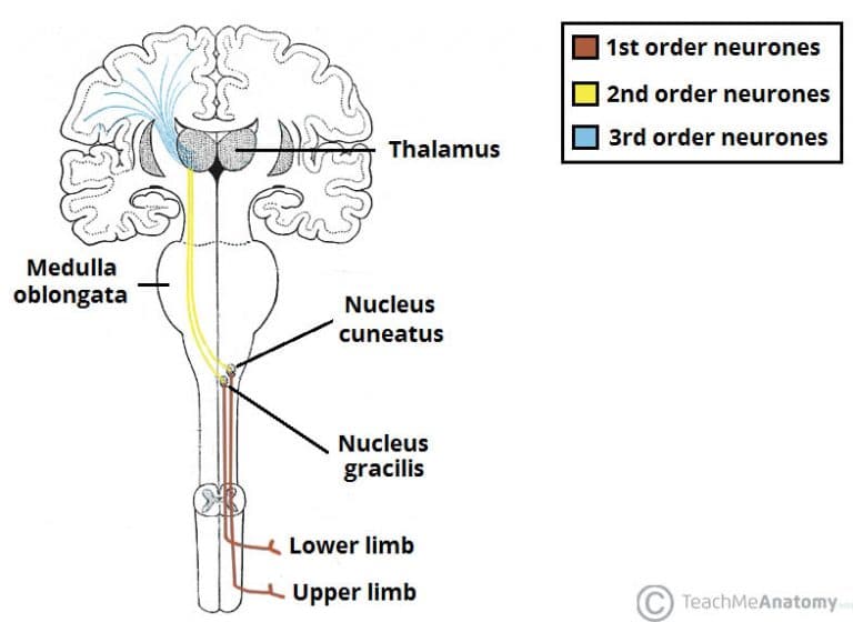 The Accessory Organs of the Abdomen - TeachMeAnatomy