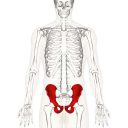 The Hip Bone - Ilium - Ischium - Pubis - TeachMeAnatomy