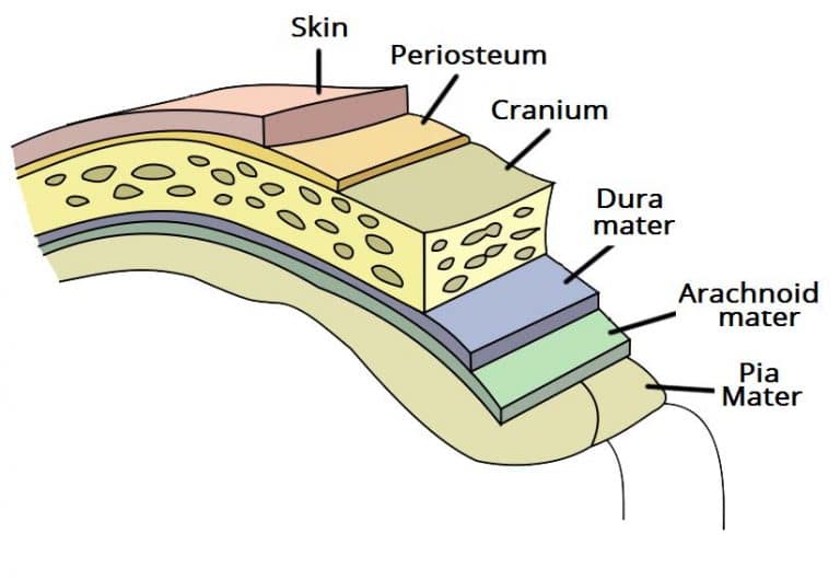 Brain Structures | Cerebrum, Cerebellum, Basal Ganglia and Meninges ...
