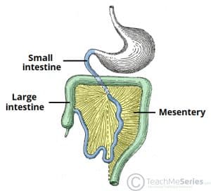 The Pancreas - Anatomy - Duct System - Vasculature - TeachMeAnatomy