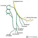 The Cranial Nerves | Functions and Pathways – TeachMeAnatomy