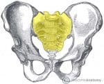 Pelvic Bones | Hip Bone, Pelvic Girdle, Sacrum and Coccyx – TeachMeAnatomy