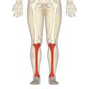 The Tibia - Proximal - Shaft - Distal - TeachMeAnatomy
