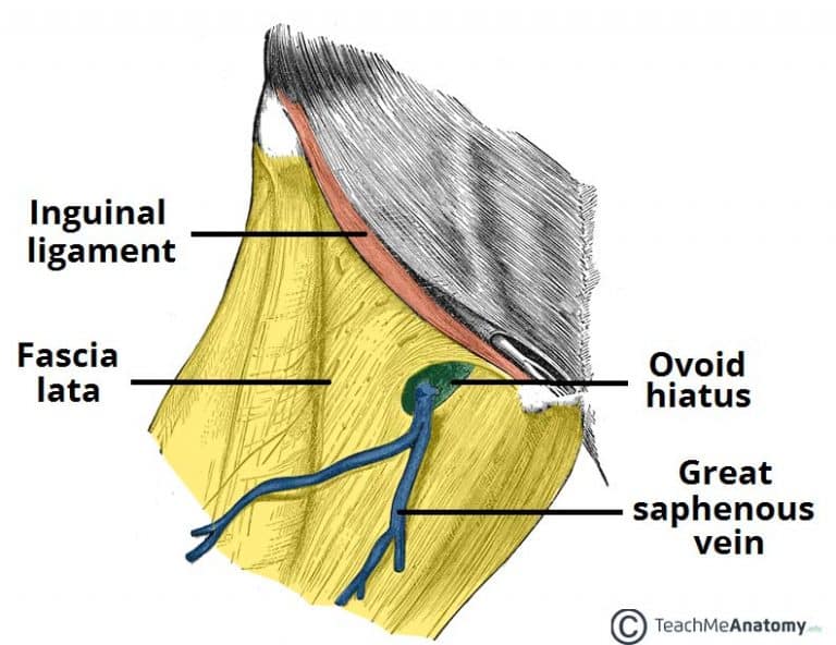 Lower Limb Muscles | Hip, Thigh, Leg and Intrinsic Foot Muscles ...