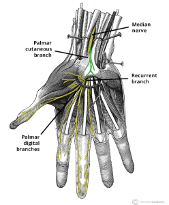 Palmar Cutaneous Branch of the Median Nerve - Supply - TeachMeAnatomy