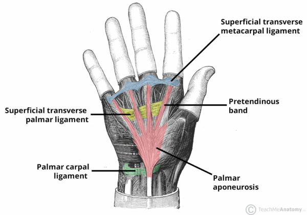 Ligaments and Fascia of the Hand – Anatomy and Clinical Relevance