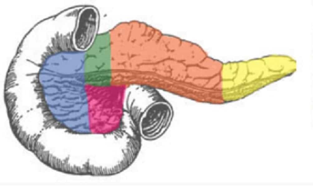 The Pancreas - Anatomy - Duct System - Vasculature - TeachMeAnatomy