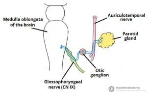 The Parotid Gland - Position - Vasculature - Innervation - TeachMeAnatomy