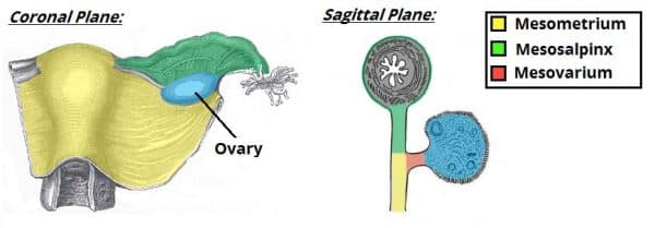 Ligaments of the Female Reproductive Tract - TeachMeAnatomy