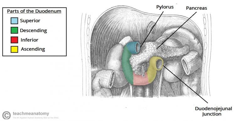 The Small Intestine - Duodenum - Jejunum - Ileum - TeachMeAnatomy