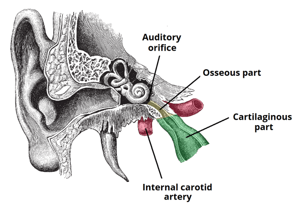 The Eustachian (Auditory) Tube - Osseous - Cartilaginous -TeachMeAnatomy