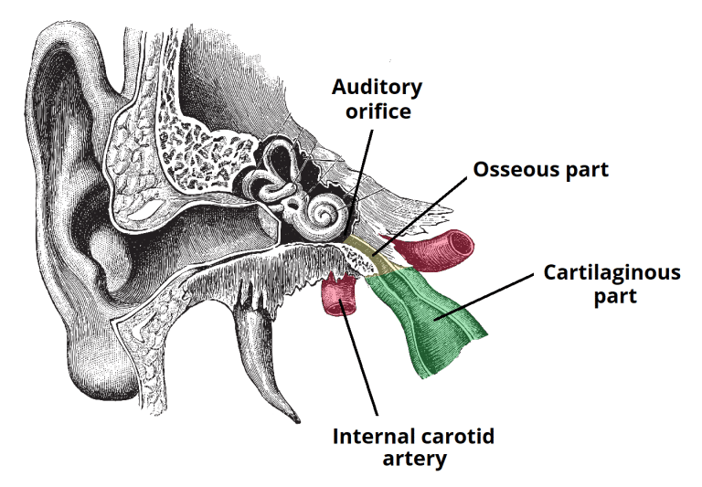 The Eustachian (Auditory) Tube - Osseous - Cartilaginous -TeachMeAnatomy