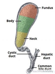 The Gallbladder - Biliary Tree - Gallstones - TeachMeAnatomy