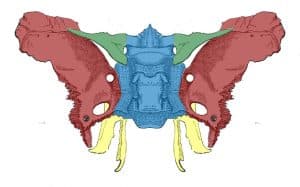 Bones of the Head - TeachMeAnatomy