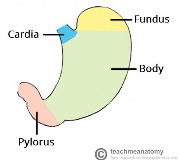The Stomach - Structure - Neurovasculature - TeachMeAnatomy