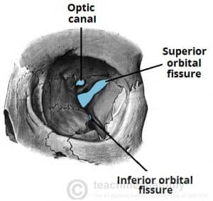 Embryology - TeachMeAnatomy