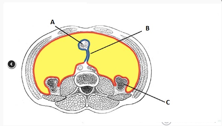 Peritoneum Anatomy Complete Peritoneal Reflections The Peritoneum