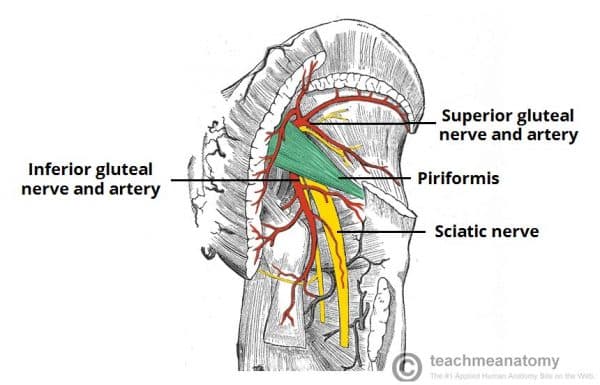 Piriformis - Attachments - Actions - TeachMeAnatomy