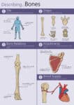 How to Learn Bone Anatomy – Step-by-Step Guide for Students ...