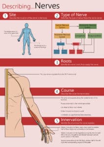 How to Learn Nerve Anatomy - Course - Type - TeachMeAnatomy