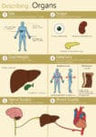 How to Learn Visceral Anatomy - Organs - Size - Location - TeachMeAnatomy