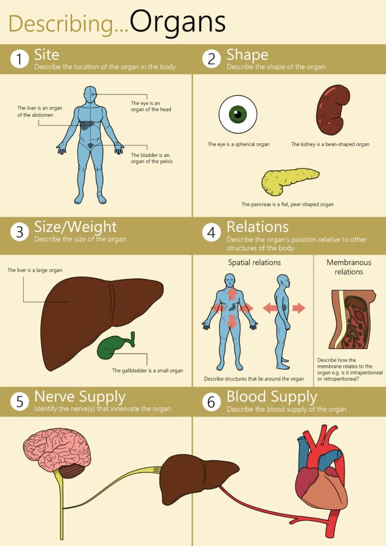 How to Learn Visceral Anatomy - Organs - Size - Location - TeachMeAnatomy
