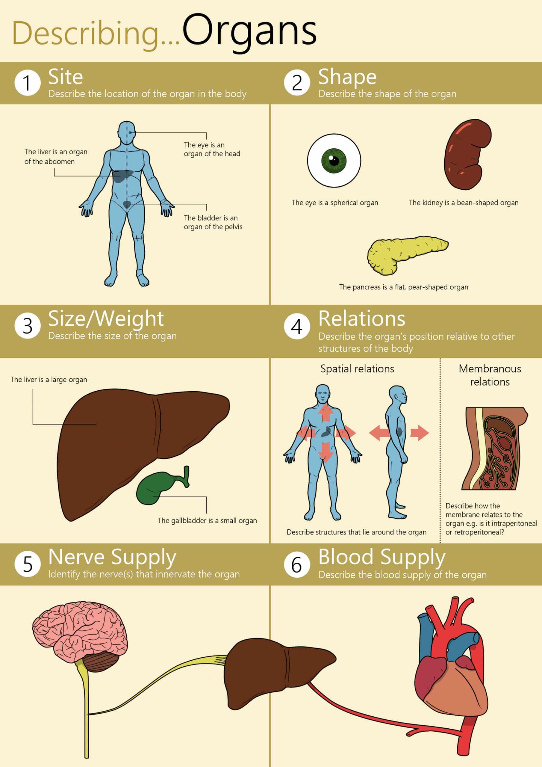 How to Learn Visceral Anatomy - Organs - Size - Location - TeachMeAnatomy