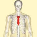 The Sternum - Body - Manubrium - Xiphoid - TeachMeAnatomy