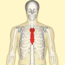 The Sternum - Body - Manubrium - Xiphoid - TeachMeAnatomy