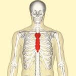 The Sternum - Body - Manubrium - Xiphoid - TeachMeAnatomy