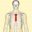 The Sternum - Body - Manubrium - Xiphoid - TeachMeAnatomy