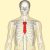 The Sternum - Body - Manubrium - Xiphoid - TeachMeAnatomy