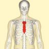 The Sternum - Body - Manubrium - Xiphoid - TeachMeAnatomy