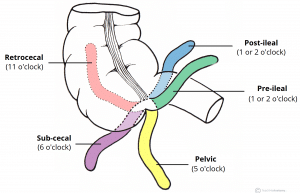 Embryology - TeachMeAnatomy