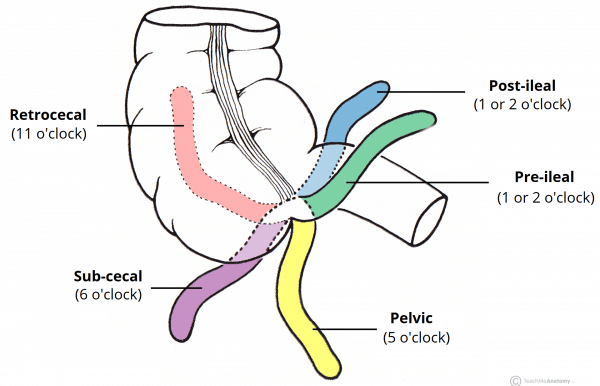 The Heart - TeachMeAnatomy