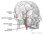 Posterior Auricular Artery - Course - Supply - TeachMeAnatomy