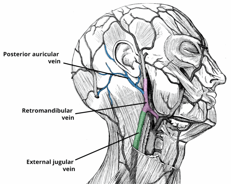 Posterior Auricular Vein – Anatomy, Course & Drainage | TeachMeAnatomy