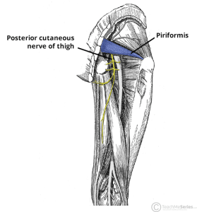 Posterior Cutaneous Nerve of Thigh - Supply - Course - TeachMeAnatomy
