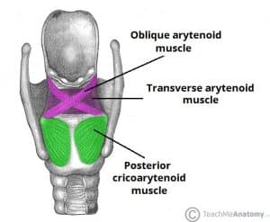 Arytenoid (Muscle) - Larynx - Actions - TeachMeAnatomy