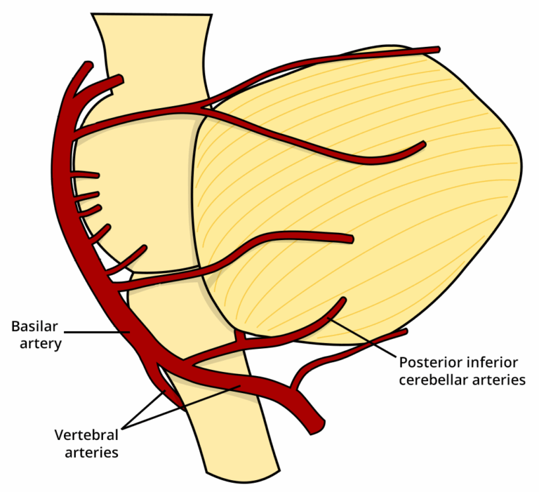 Posterior Inferior Cerebellar Artery (PICA) – Anatomy, Segments, and Supply