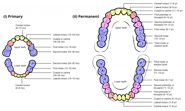 Child and Adult Dentition (Teeth) - Structure - Primary - Permanent ...