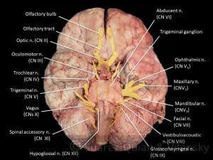 Cranial Nerves Anatomy | Origin, Course & Functions