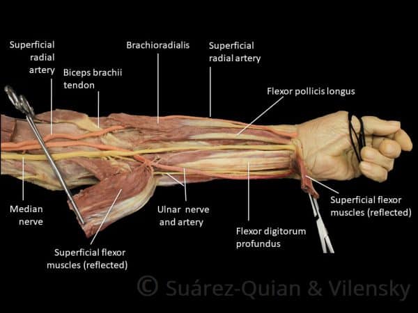 Muscles of the Anterior Forearm - Flexion - Pronation - TeachMeAnatomy