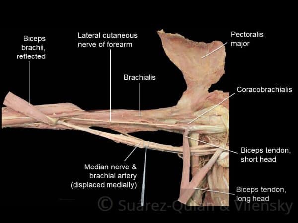 Muscles of the Upper Arm - Biceps - Triceps - TeachMeAnatomy