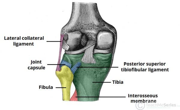 The Female Reproductive Tract - TeachMeAnatomy
