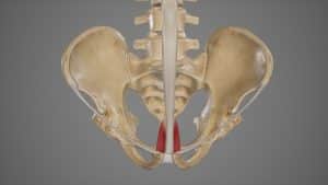 Pyramidalis - Actions - Innervation - TeachMeAnatomy